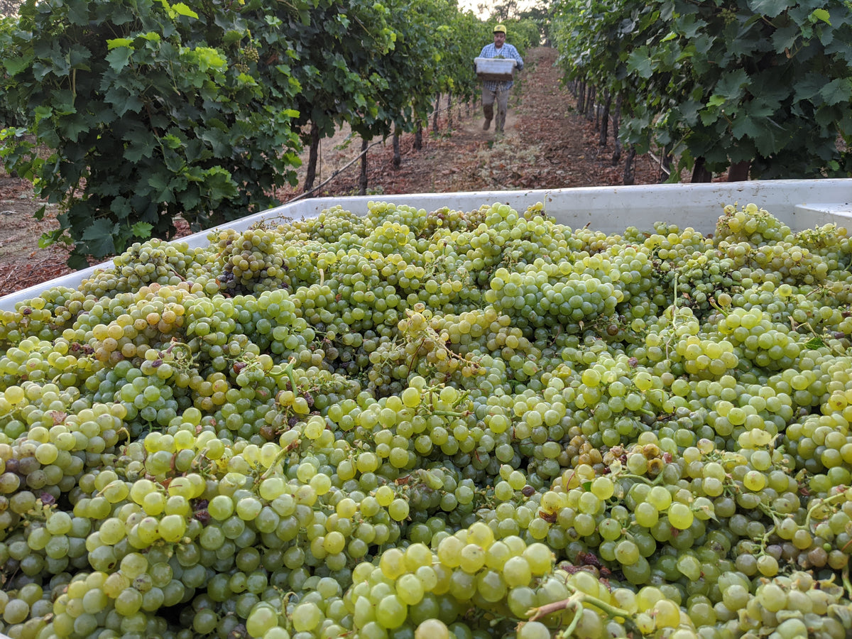 Amador Wines | Plymouth | Muscat Canelli – La Mesa Vineyards