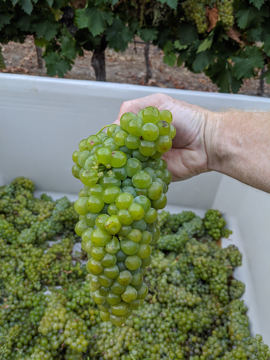 Amador Wines | Plymouth | Muscat Canelli – La Mesa Vineyards