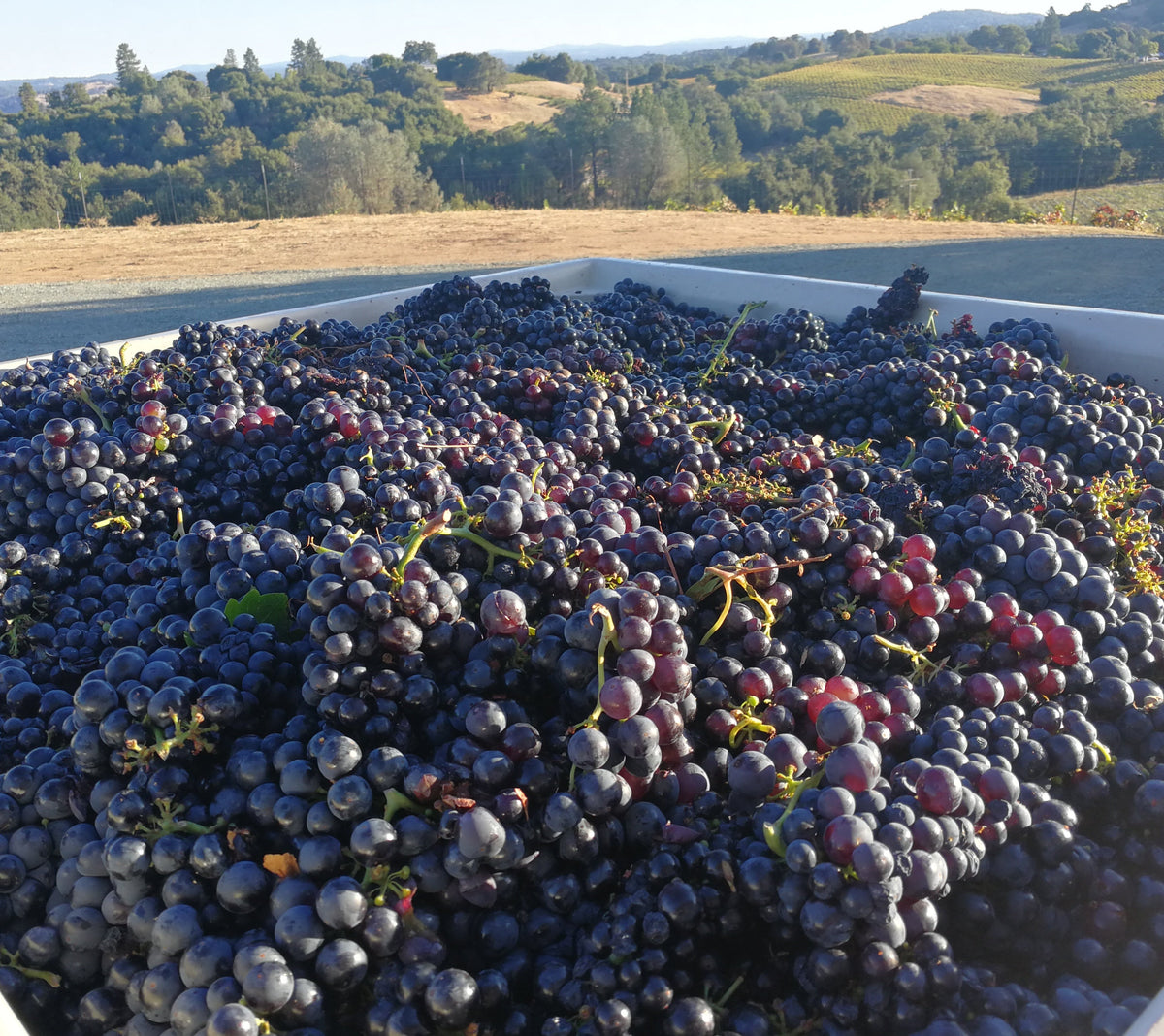 Amador Red Wines | Plymouth, CA | Tierra – La Mesa Vineyards